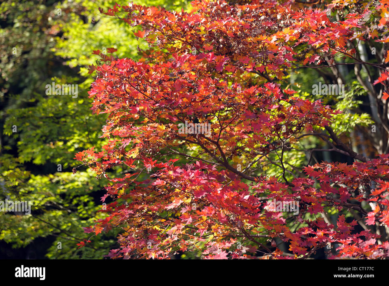 Zen garden japan hi-res stock photography and images - Alamy