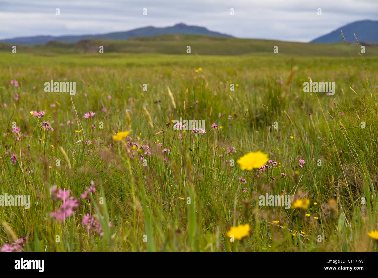 A bog with ragged robin (Lychnis flos-cuculi) and creeping buttercup ...
