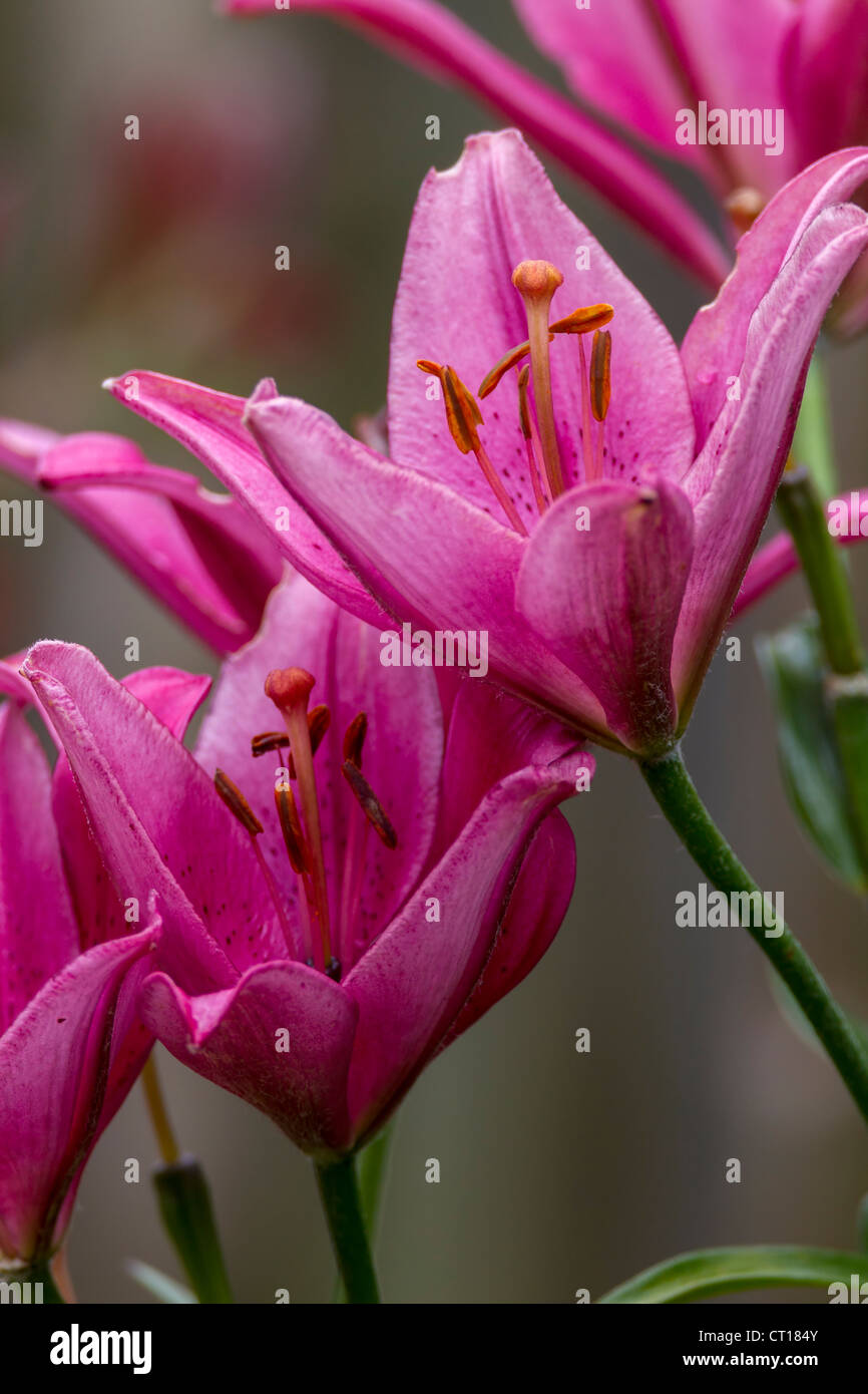 Garden lilies lily nature pink plants pot vertical hi-res stock ...