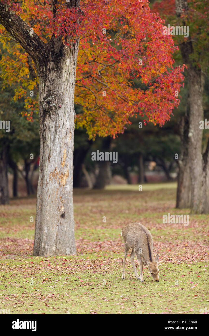 young deer grazing in Nara Park at fall season, Kyoto, Japan Stock ...