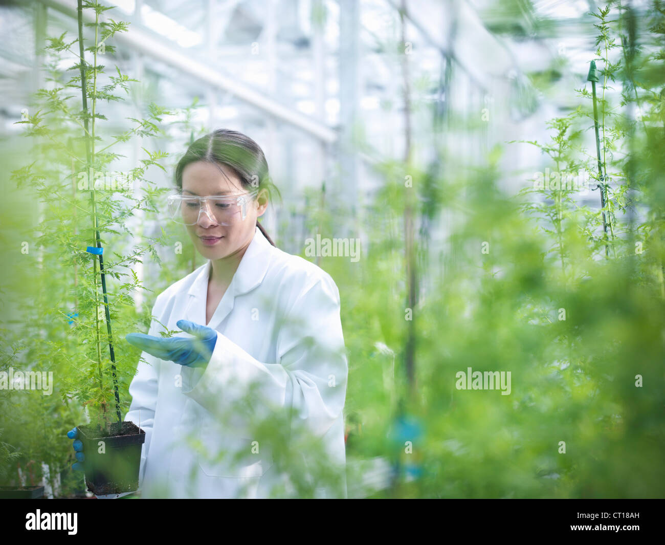 Scientist examining potted plants Stock Photo - Alamy