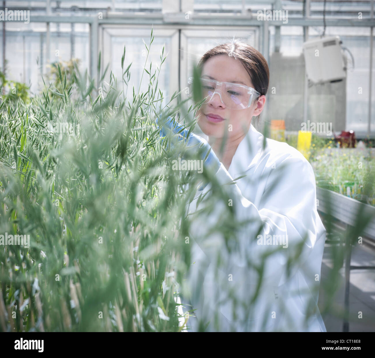 Scientist examining plants in greenhouse Stock Photo - Alamy