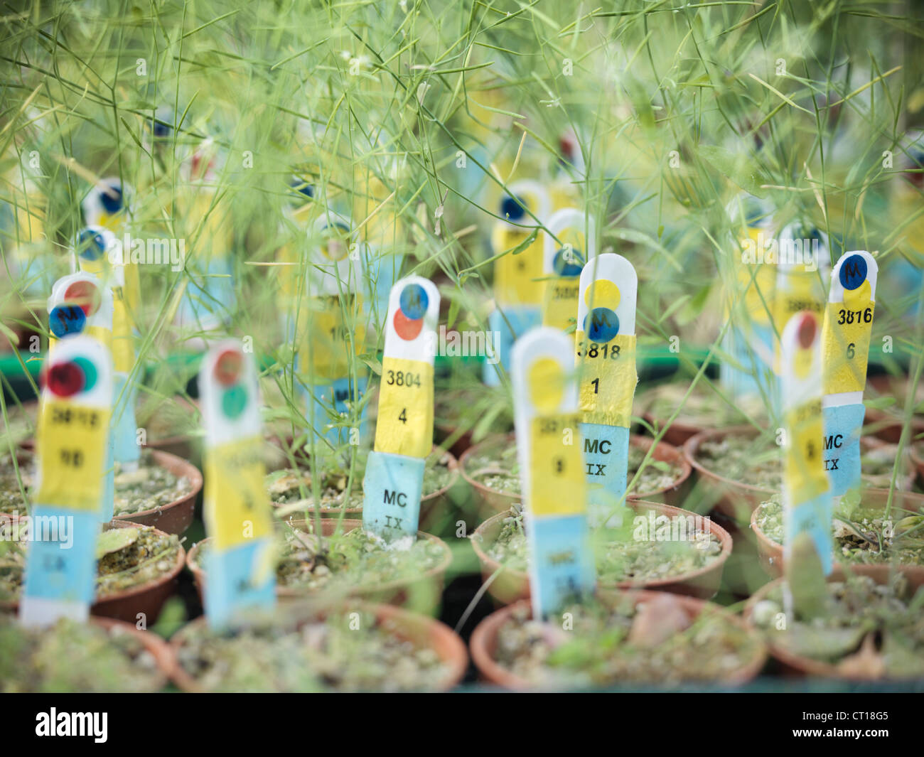 Plant pot label hi-res stock photography and images - Alamy