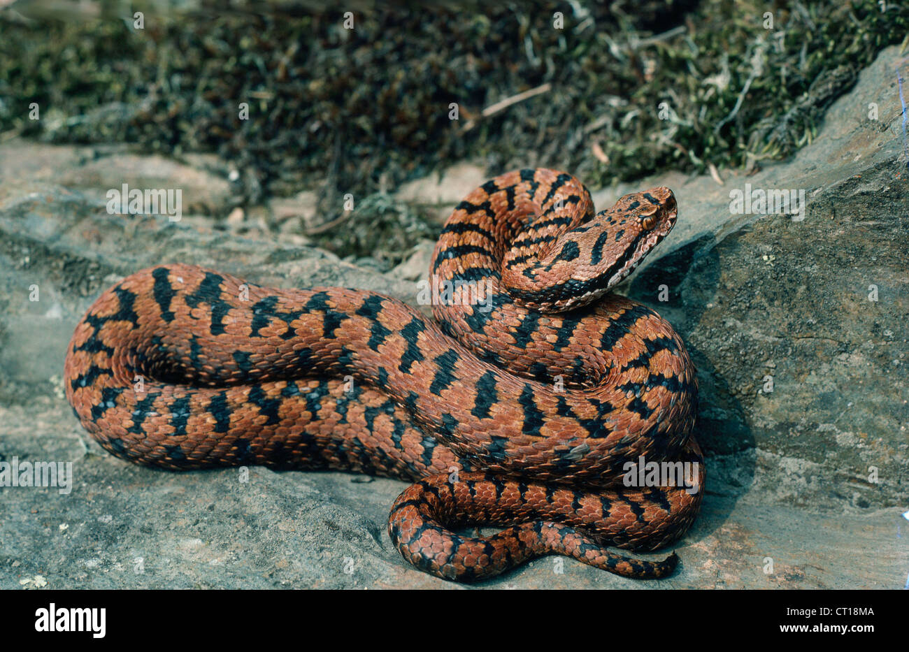 Viperid snakes hi-res stock photography and images - Alamy
