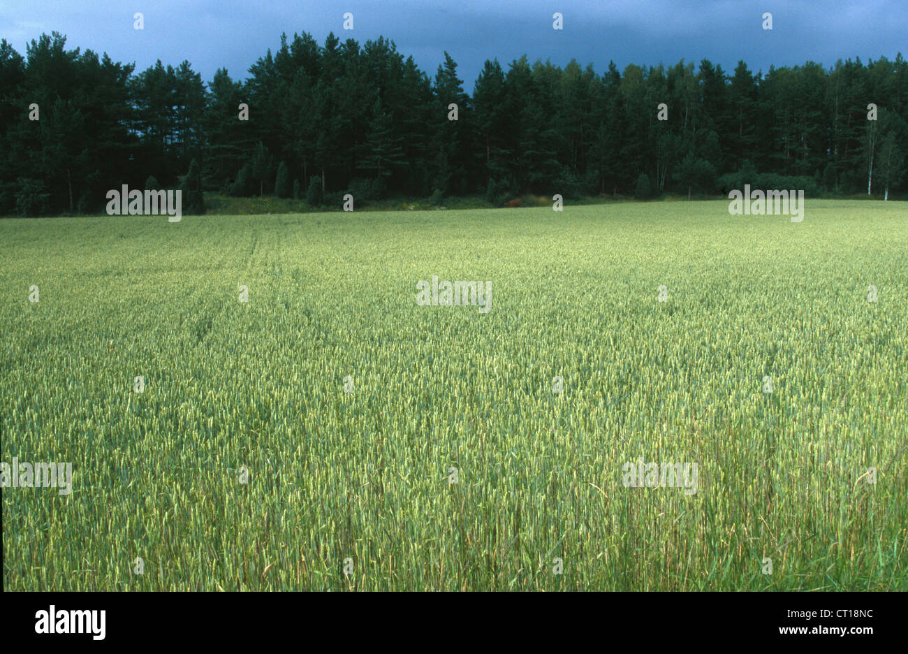 Finland fields hi-res stock photography and images - Alamy