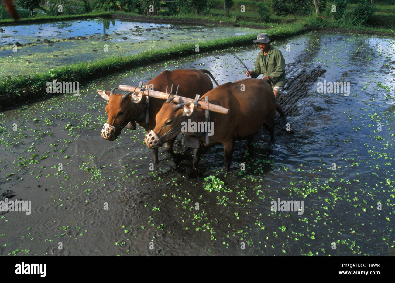 Ploughed rice fields hi-res stock photography and images - Alamy