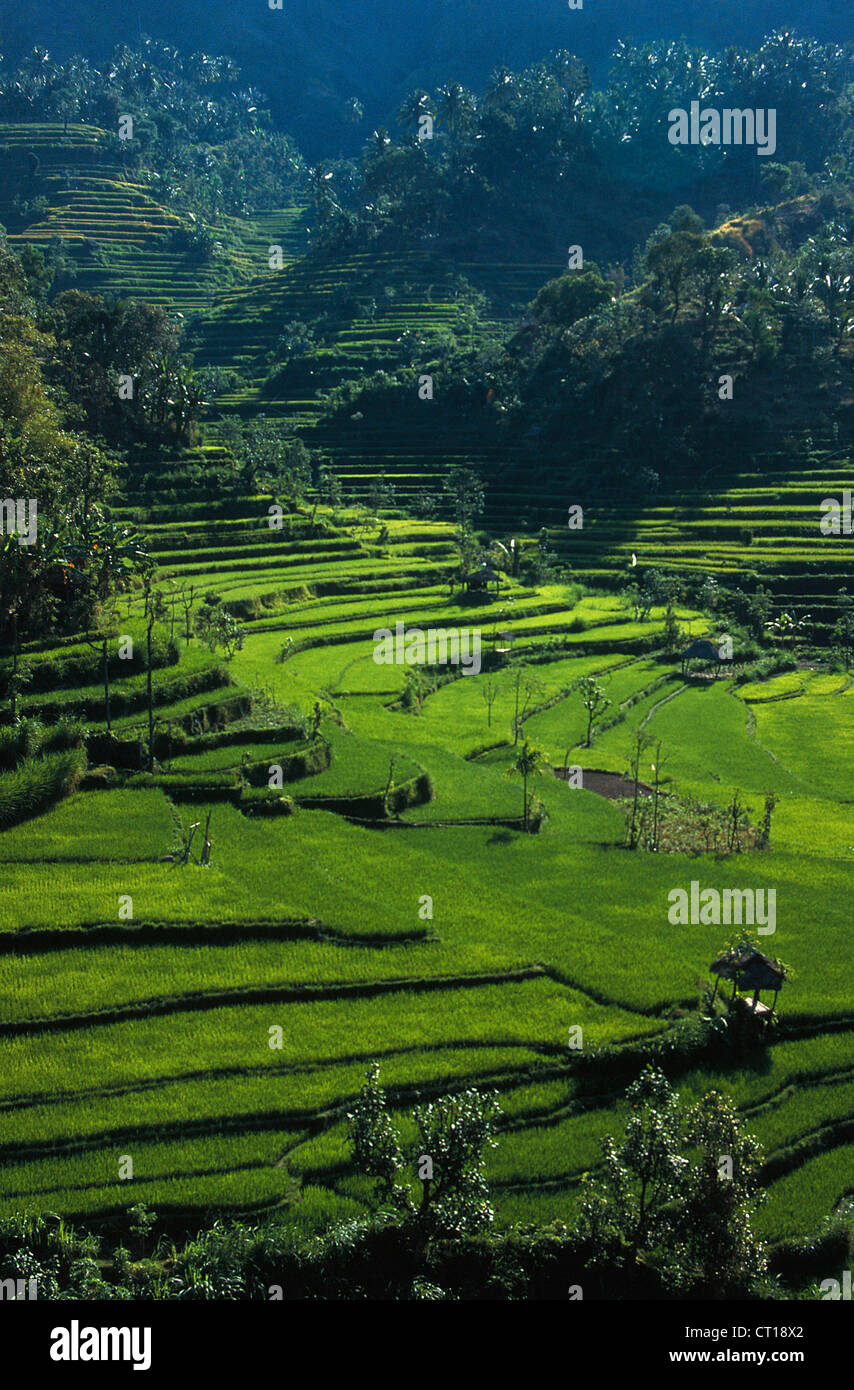 Stair rice field hi-res stock photography and images - Alamy
