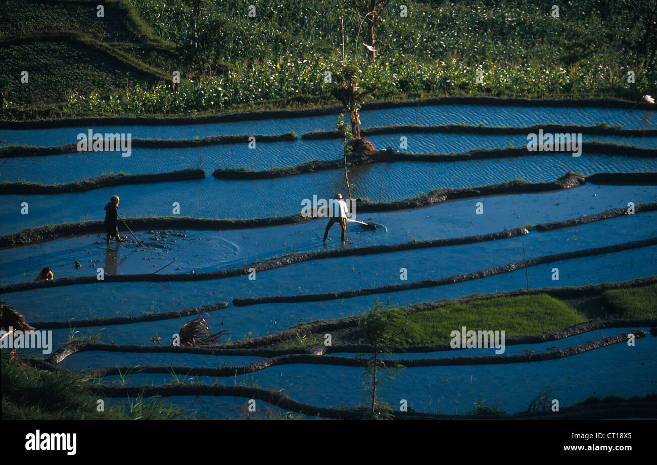 Staircase rice field hi-res stock photography and images - Alamy