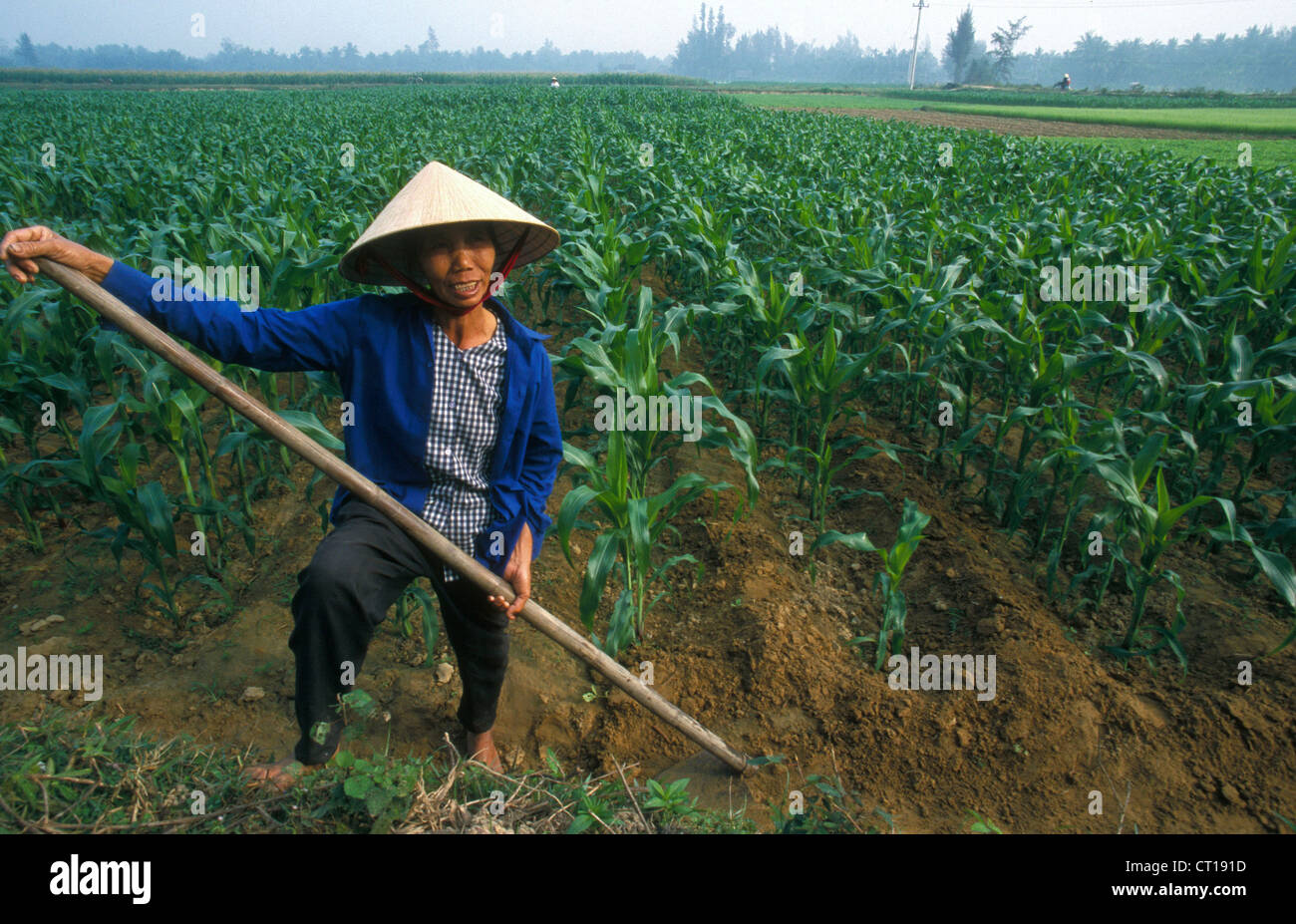 Cultured corn hi-res stock photography and images - Alamy
