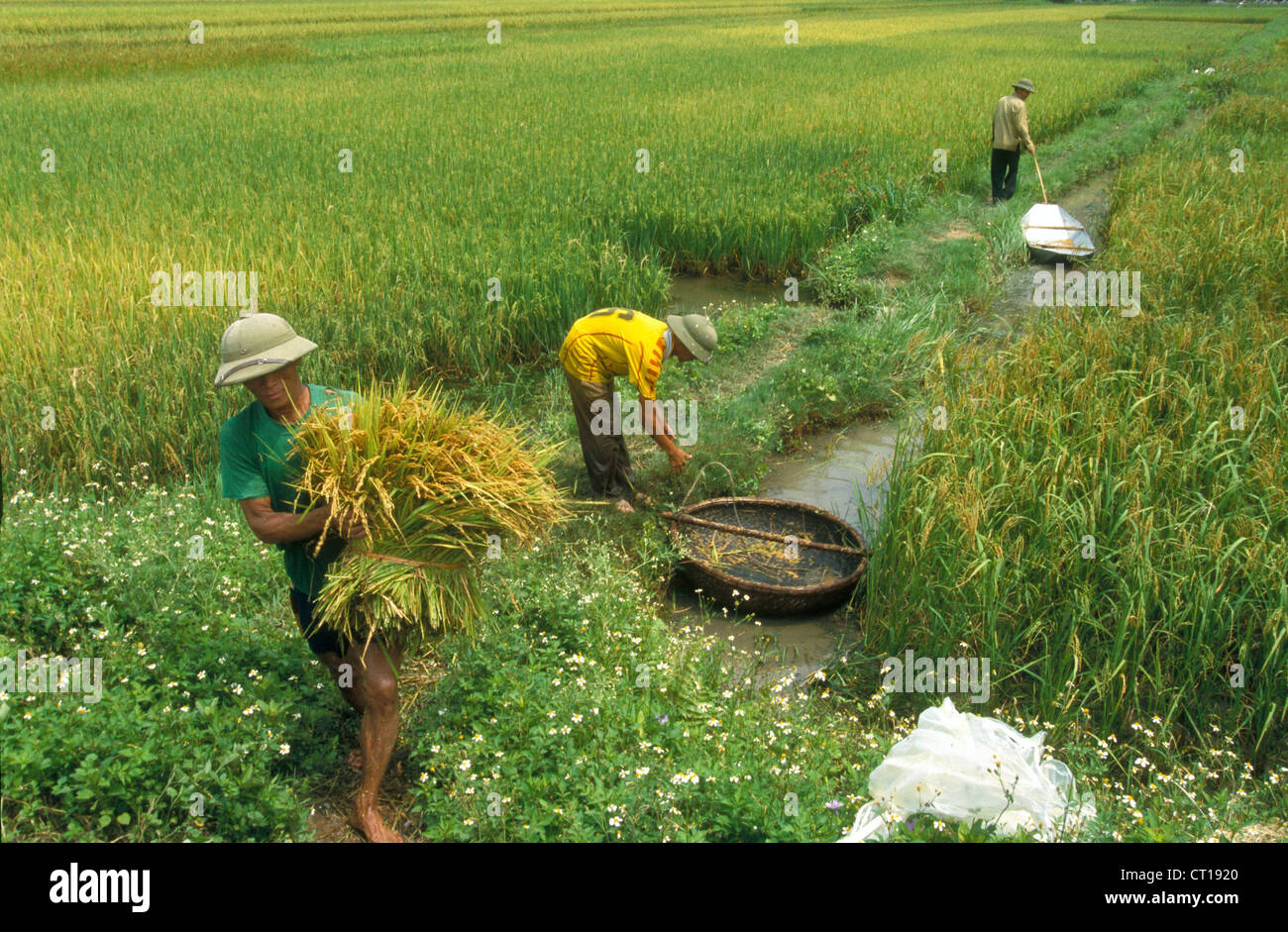 Peasant rice farmers vietnam hi-res stock photography and images - Alamy
