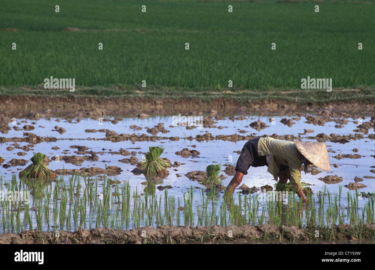 Individual grains of rice hi-res stock photography and images - Alamy