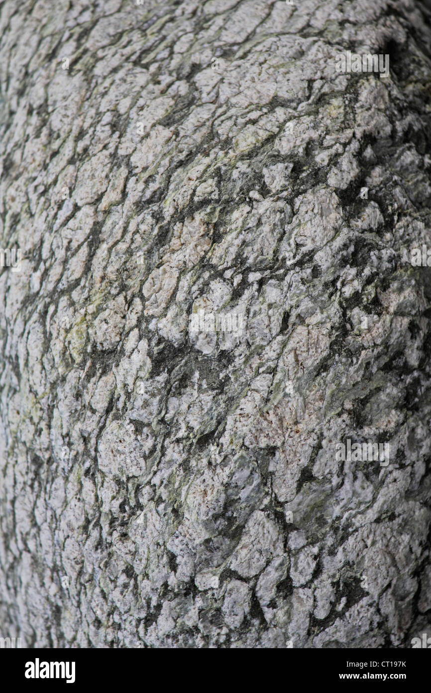 Trunk, Bark of a Tree Stock Photo - Alamy