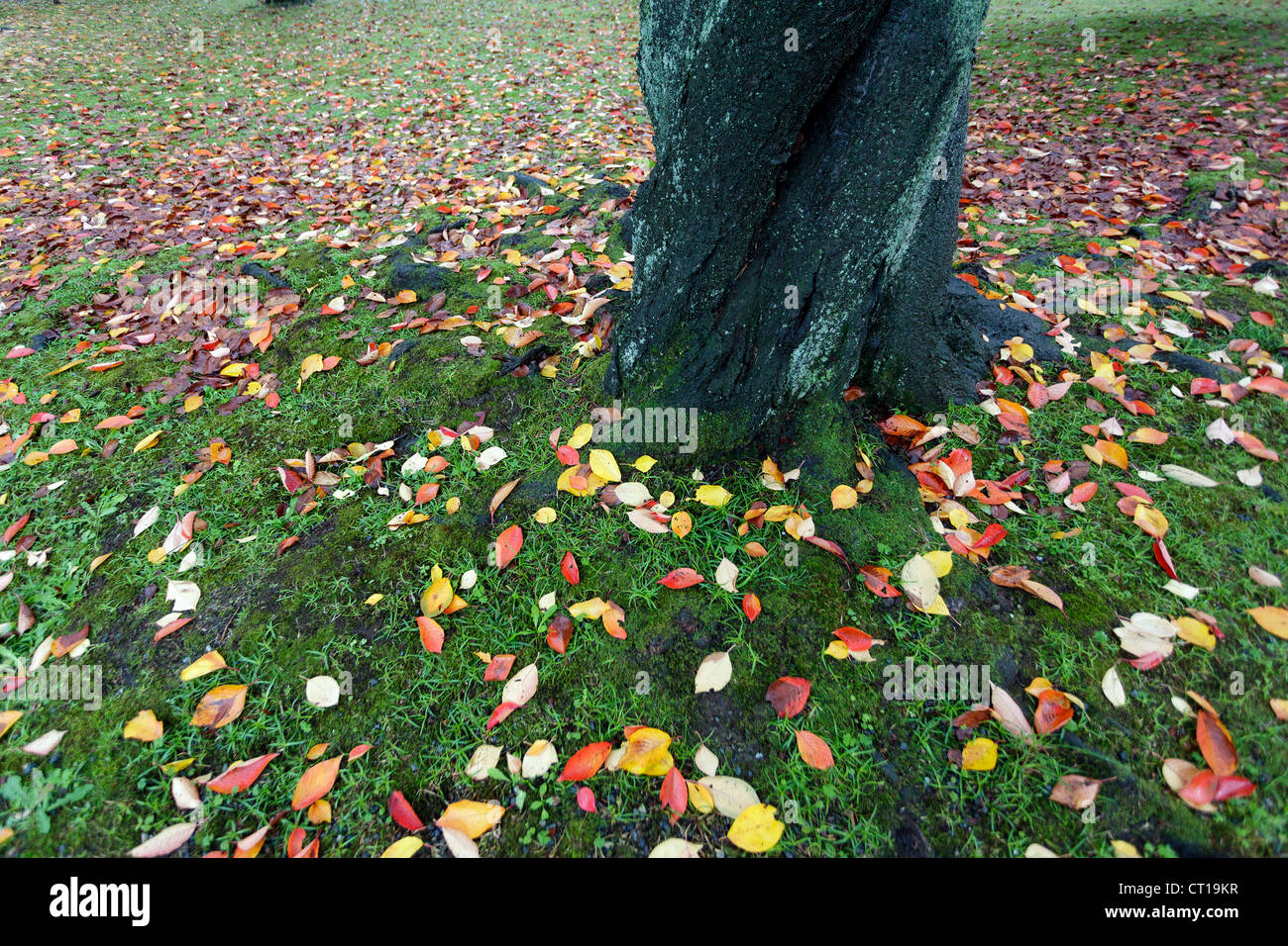 colorful leaves fallen on zen garden ground in Japan Stock Photo - Alamy