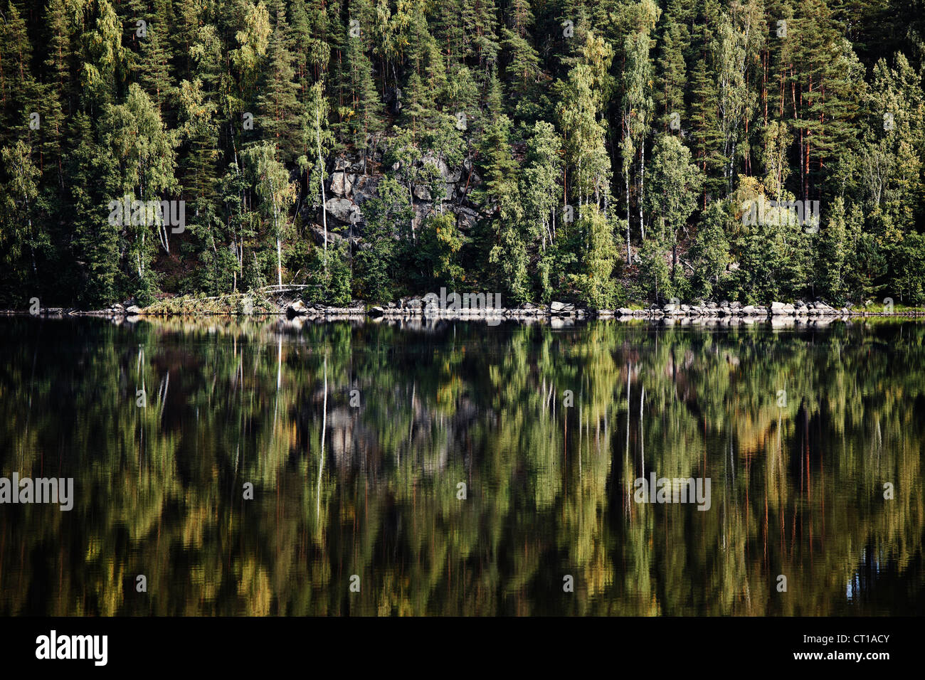 Woodland forest water still hi-res stock photography and images - Alamy