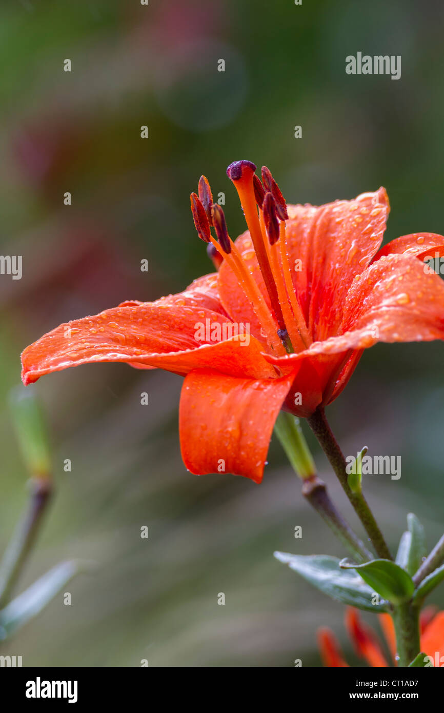One flower head of a Orange Lily Stock Photo - Alamy