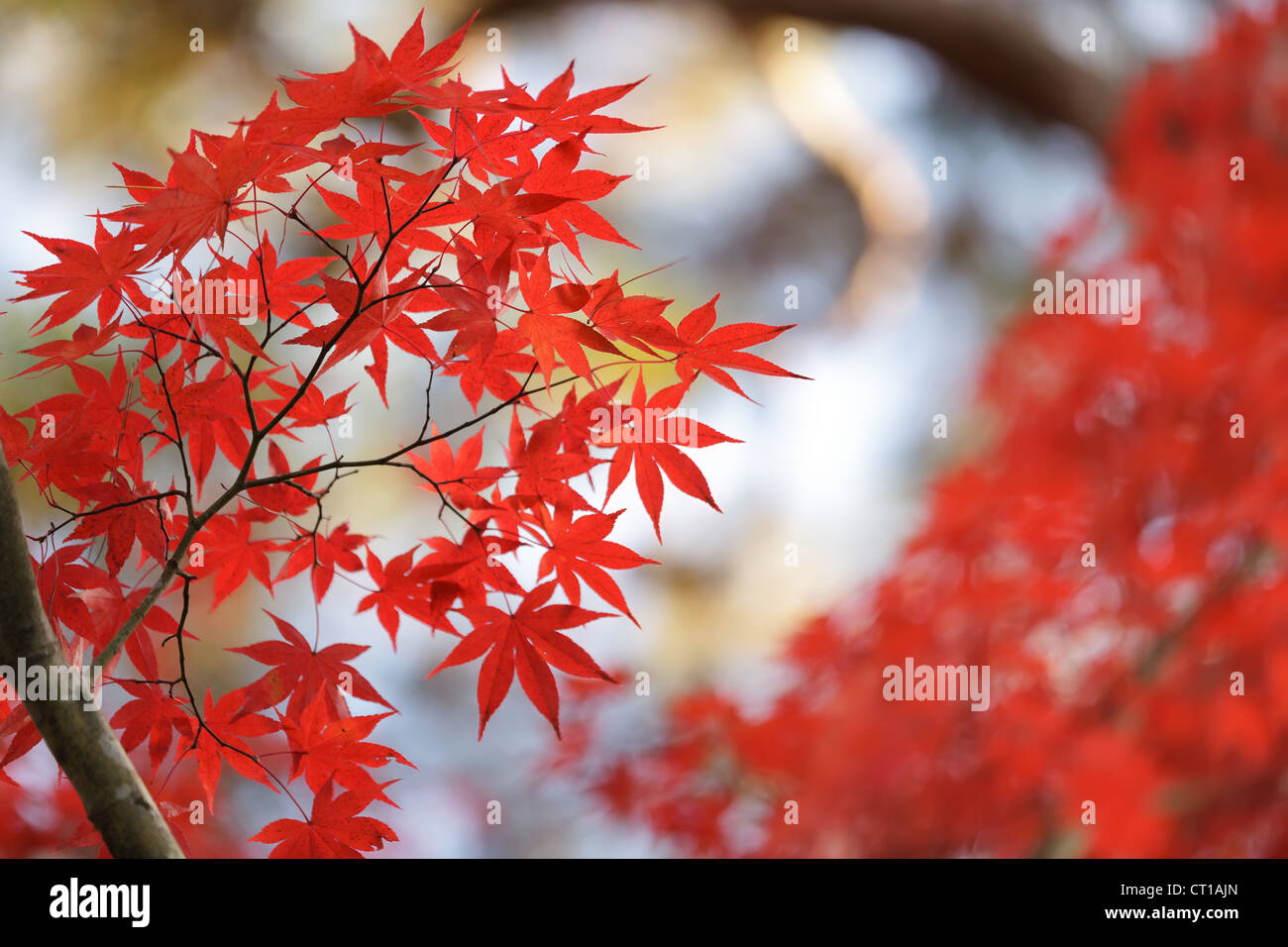 japanese red maple tree background during fall season, Kyoto, Japan ...