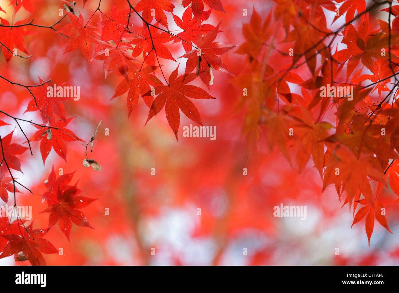 japanese red maple tree background during fall season, Kyoto, Japan ...