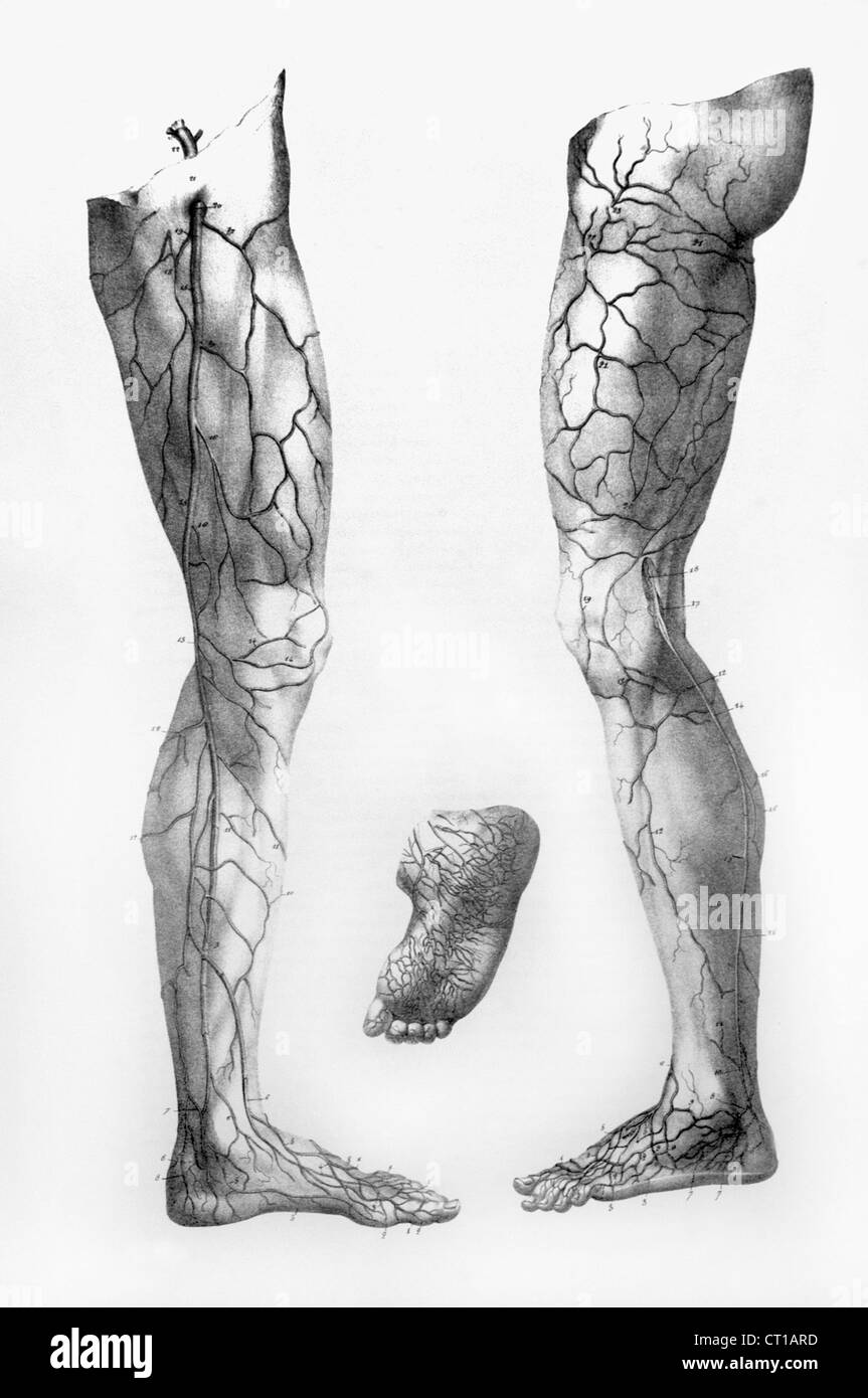 Blood vessels of lower limb Cut Out Stock Images & Pictures - Alamy