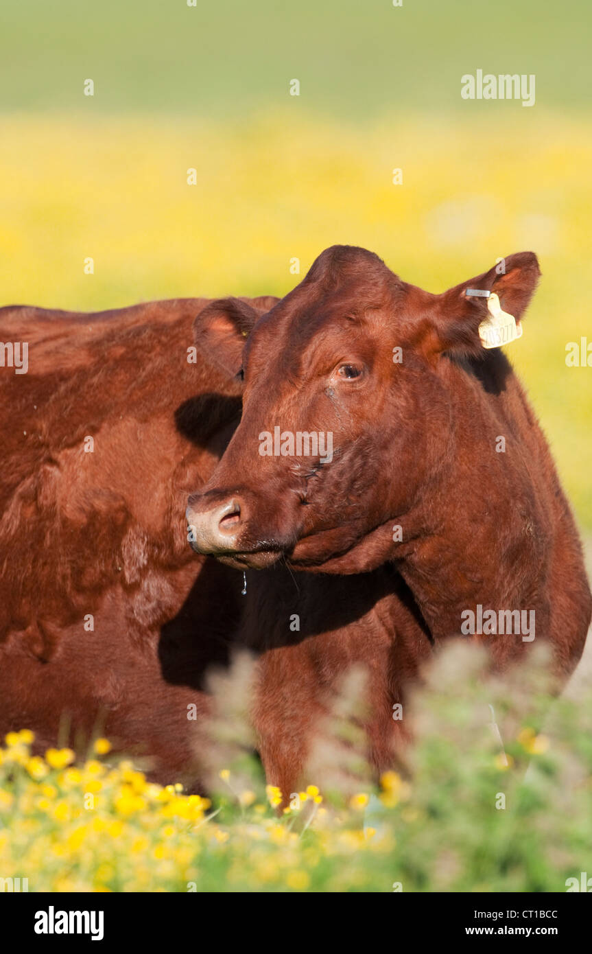 Domestic cow, Kent, England Stock Photo - Alamy