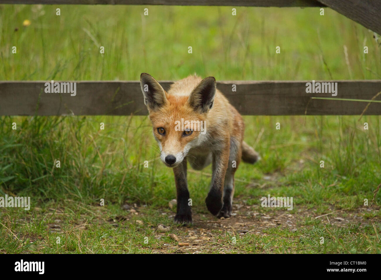 Fox cub fauna hi-res stock photography and images - Alamy