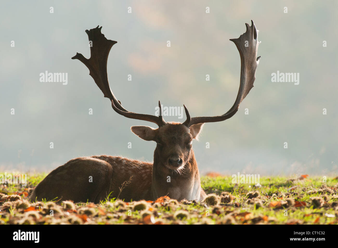 Fallow deer buck (Dama dama) in autumn, Kent, England Stock Photo - Alamy