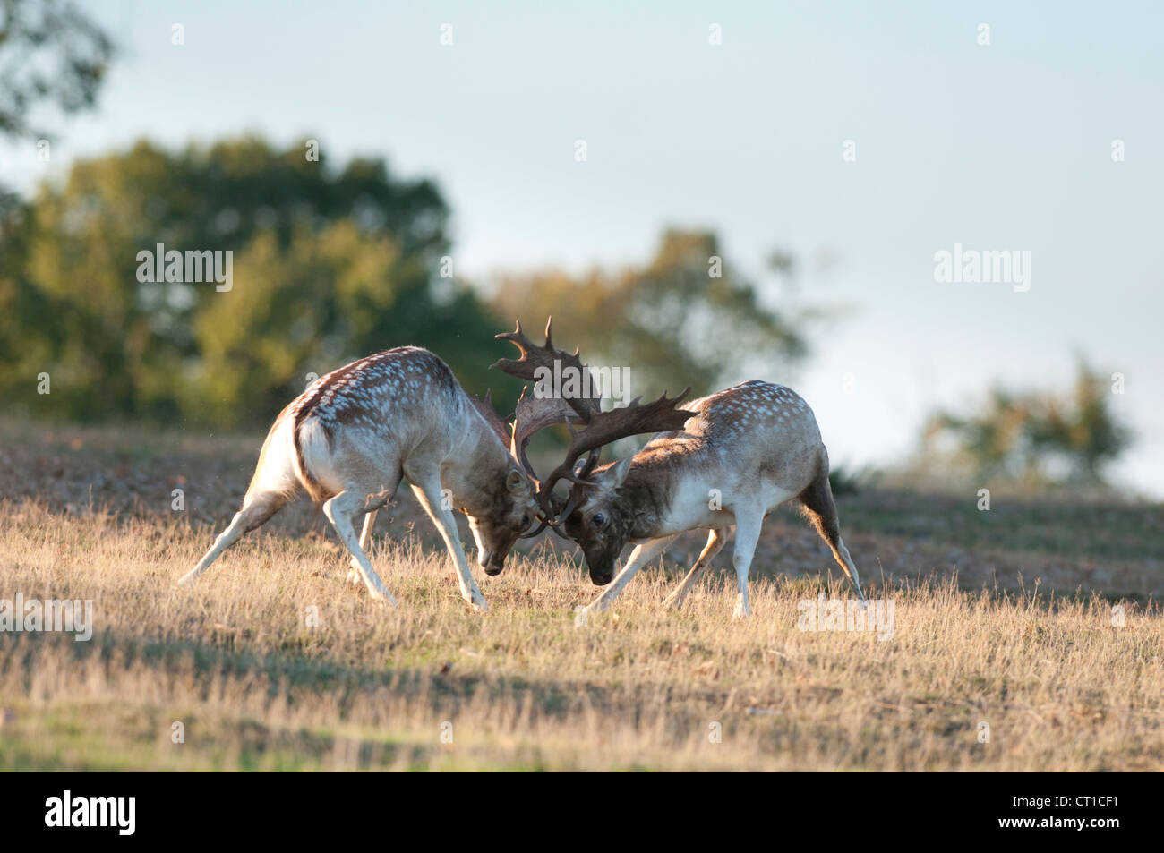 Fallow deer (Dama dama) bucks fighting during rut, Kent, England ...