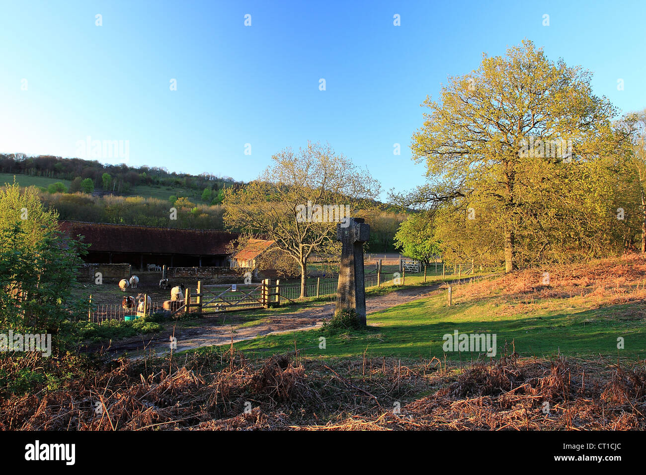 Abinger Rough, Surrey Hills, Surrey, England Stock Photo - Alamy