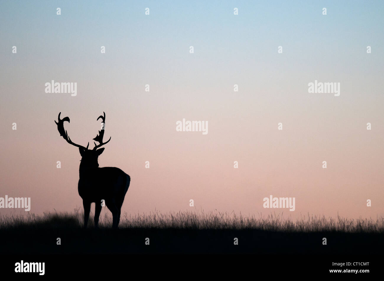 Fallow deer silhouette hi-res stock photography and images - Alamy