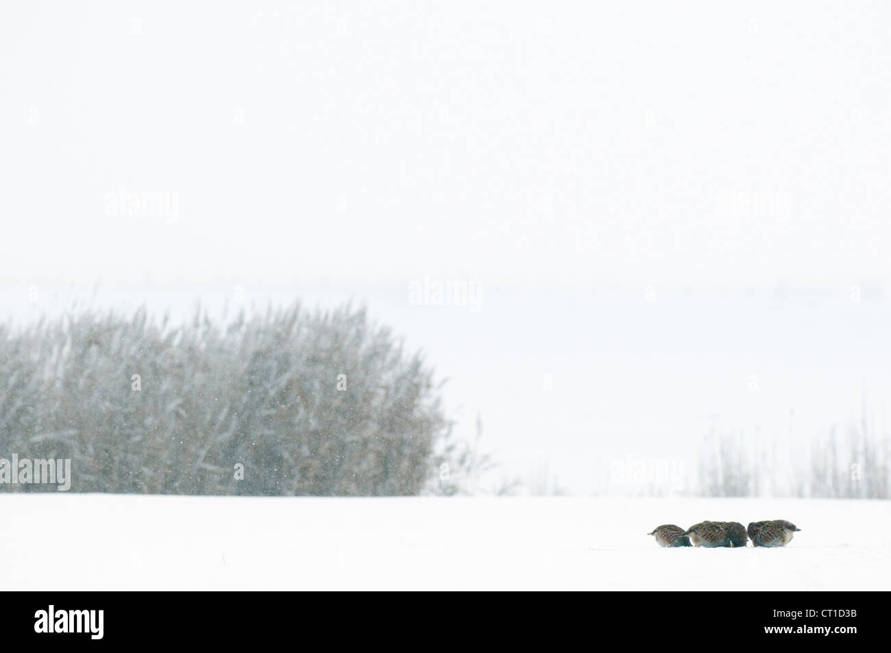 Grey partridge (Perdix perdix) covey on snow covered field, Kent ...