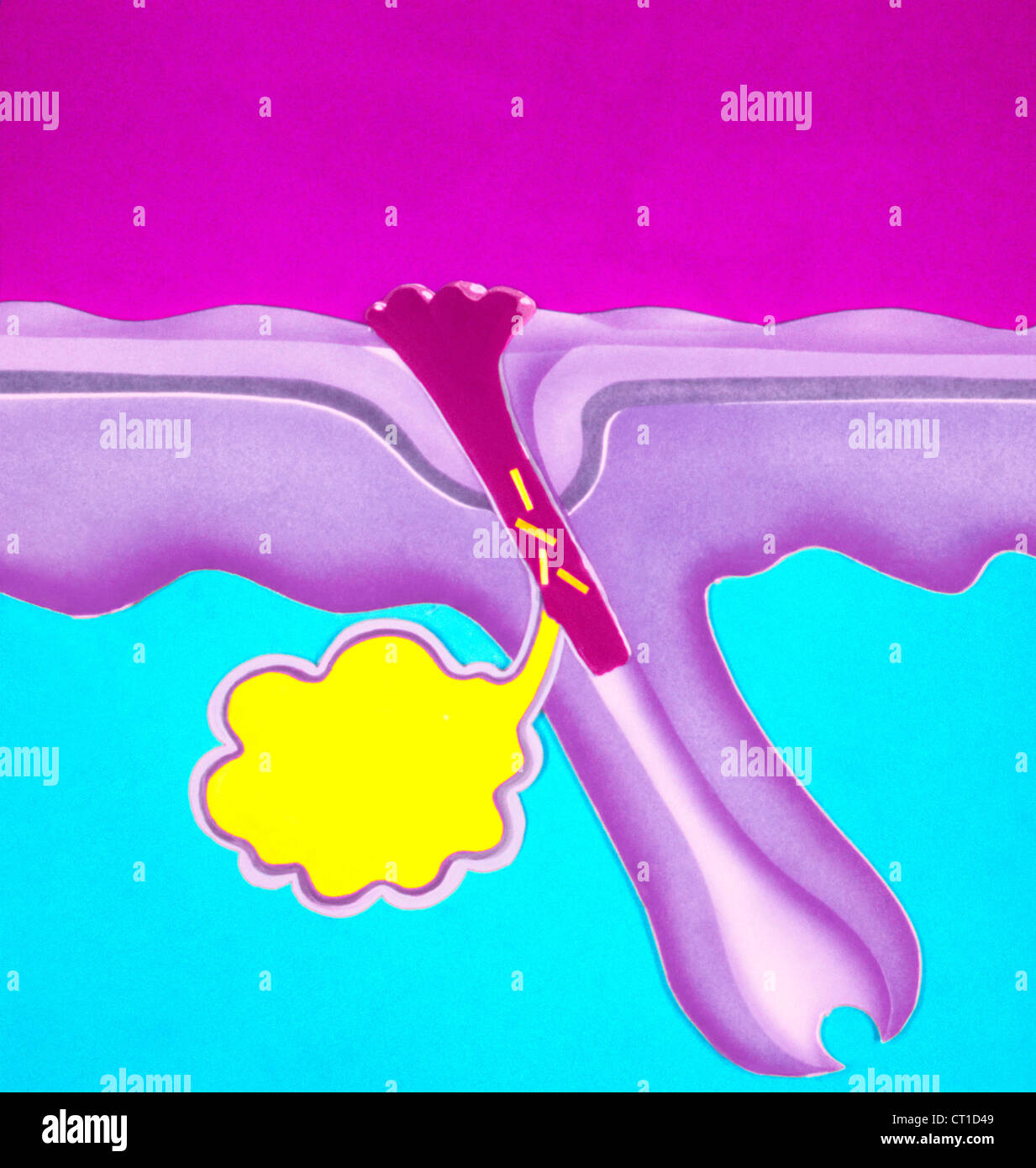 Sebum glands hi-res stock photography and images - Alamy