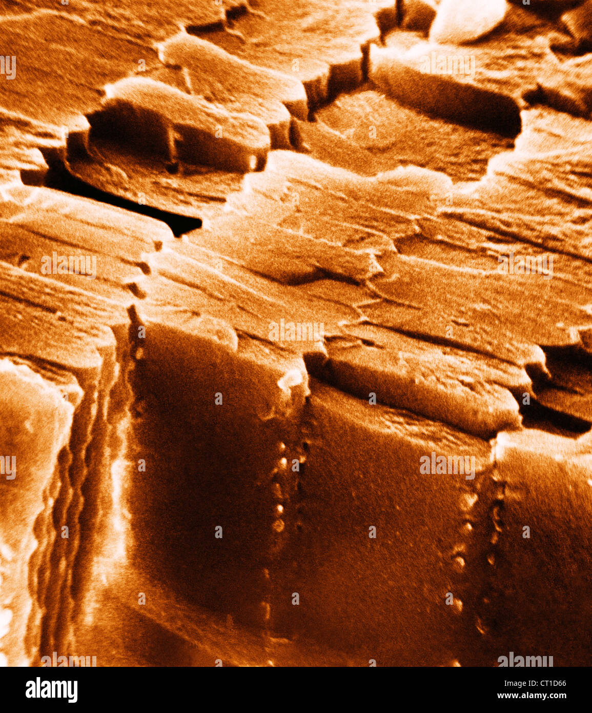 Scanning electron micrographs lens hi-res stock photography and images ...