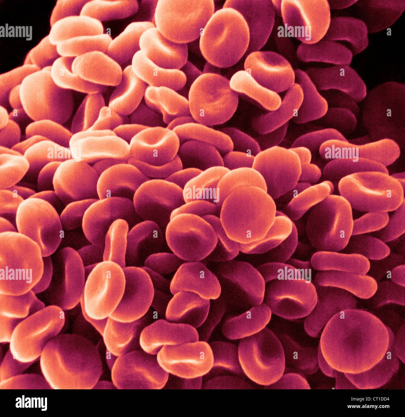 Red blood cells sem hi-res stock photography and images - Alamy