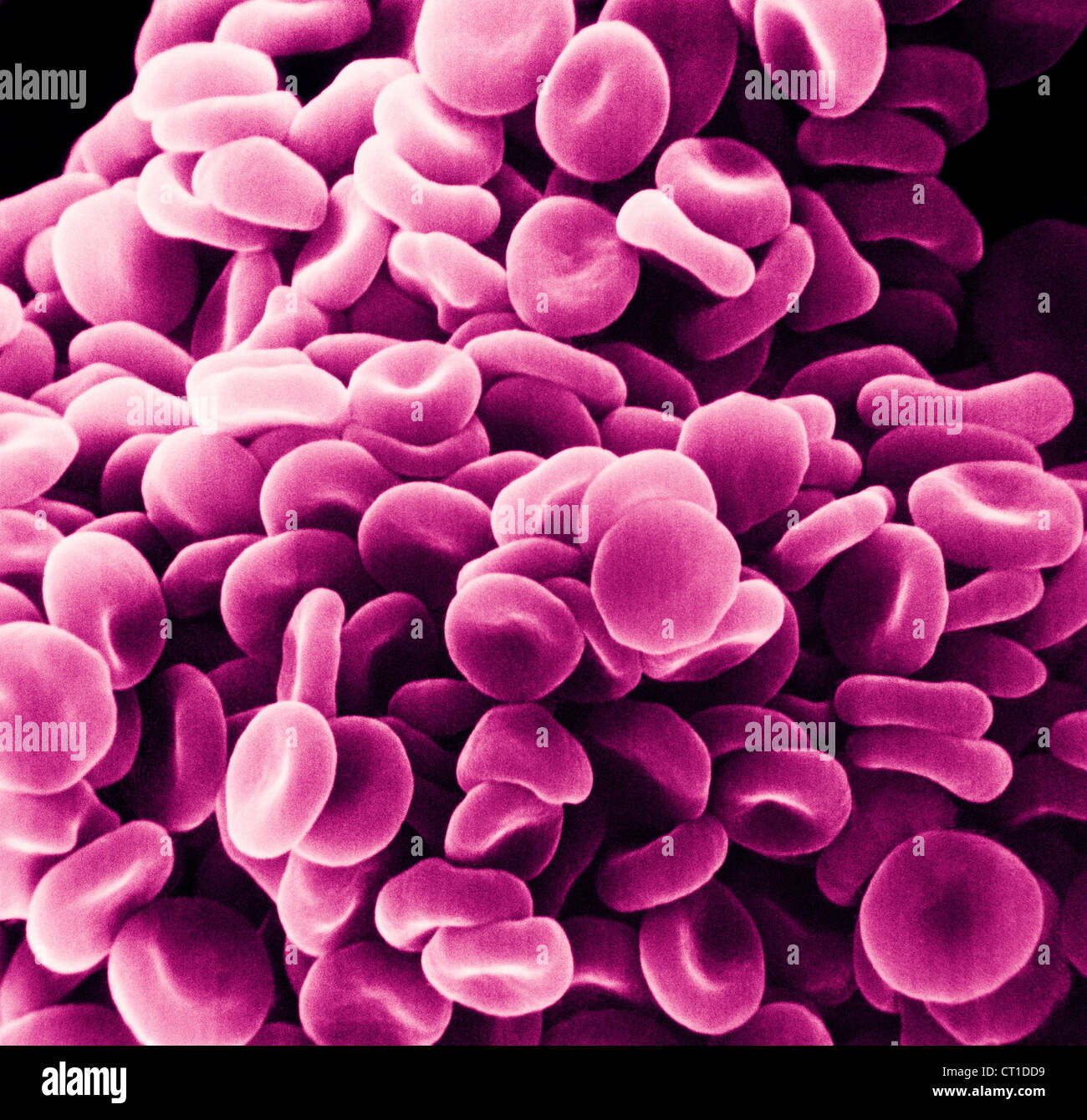 RED BLOOD CELL, SEM Stock Photo - Alamy