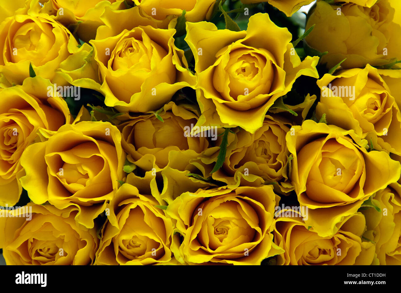 yellow roses background Stock Photo - Alamy