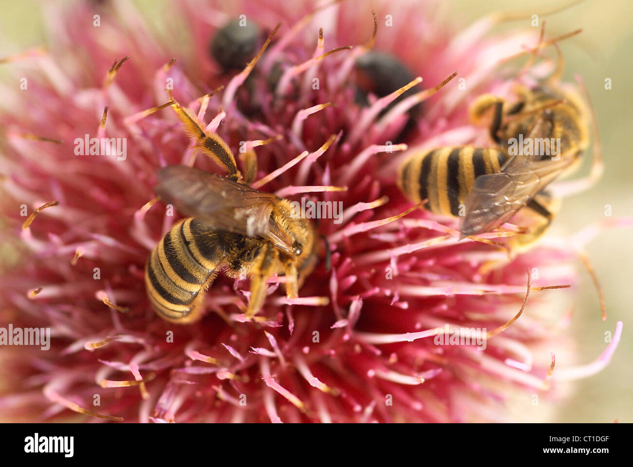 Thistle animal hi-res stock photography and images - Alamy