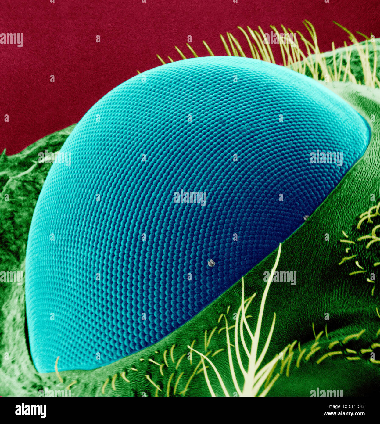 Compound eye sem hi-res stock photography and images - Alamy