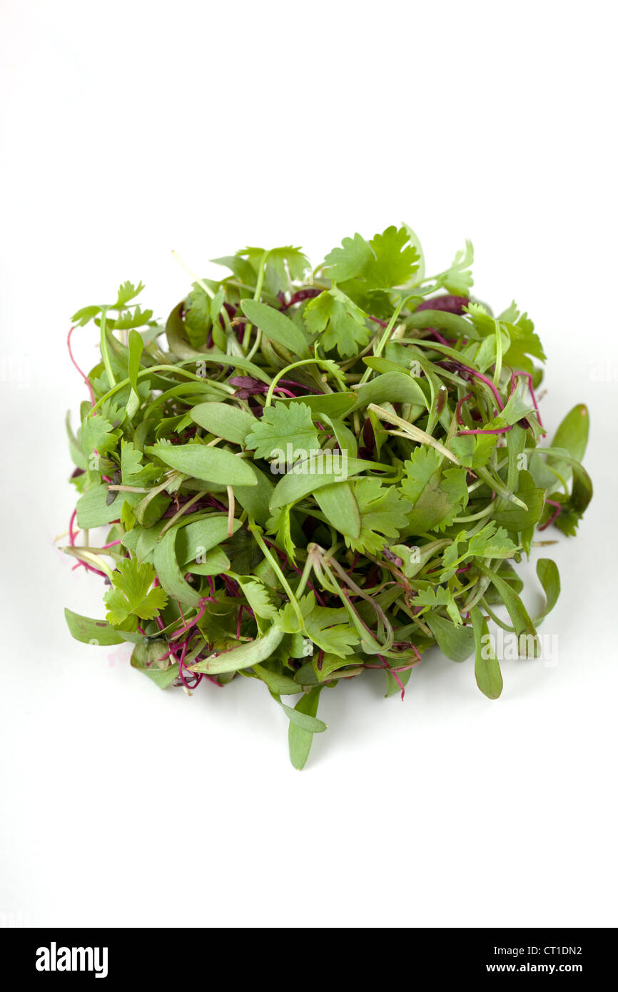 Baby coriander amaranth herbs hi-res stock photography and images - Alamy