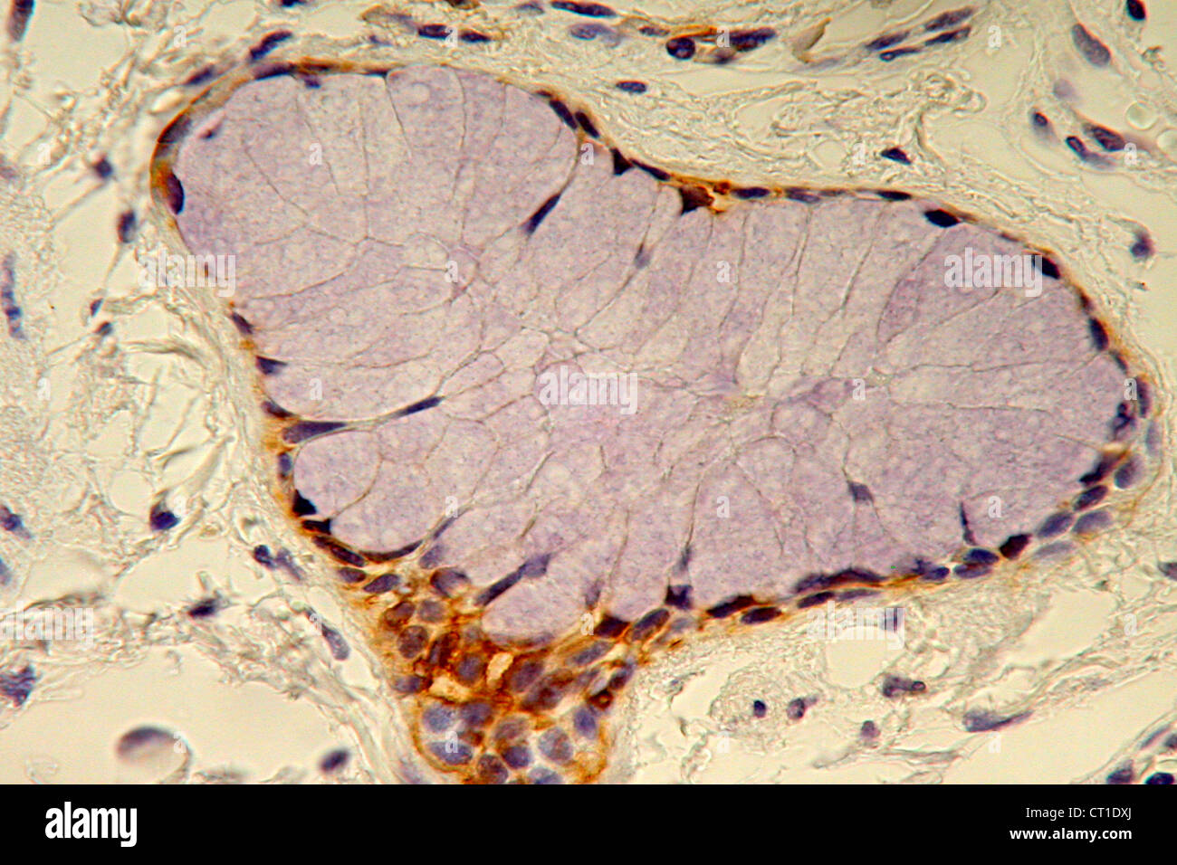 Bronchus histology hi-res stock photography and images - Alamy