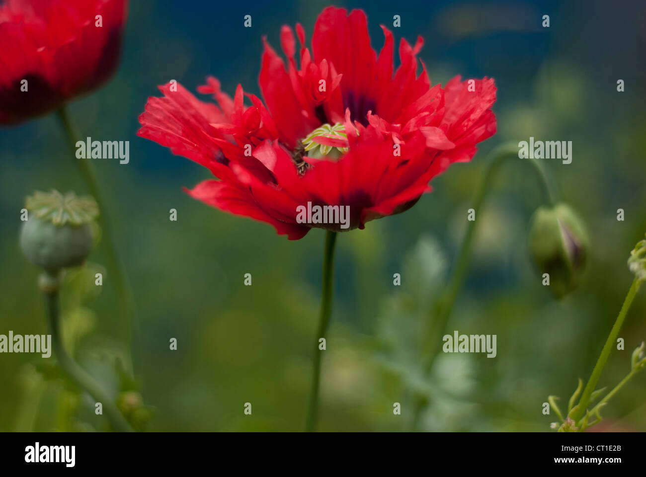 Poppy leaves hi-res stock photography and images - Alamy