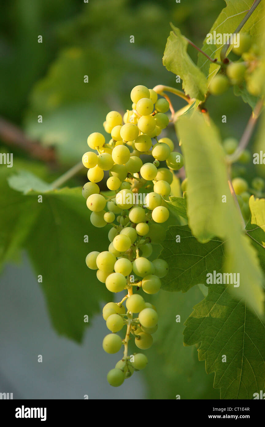 Grape maturation hi-res stock photography and images - Alamy