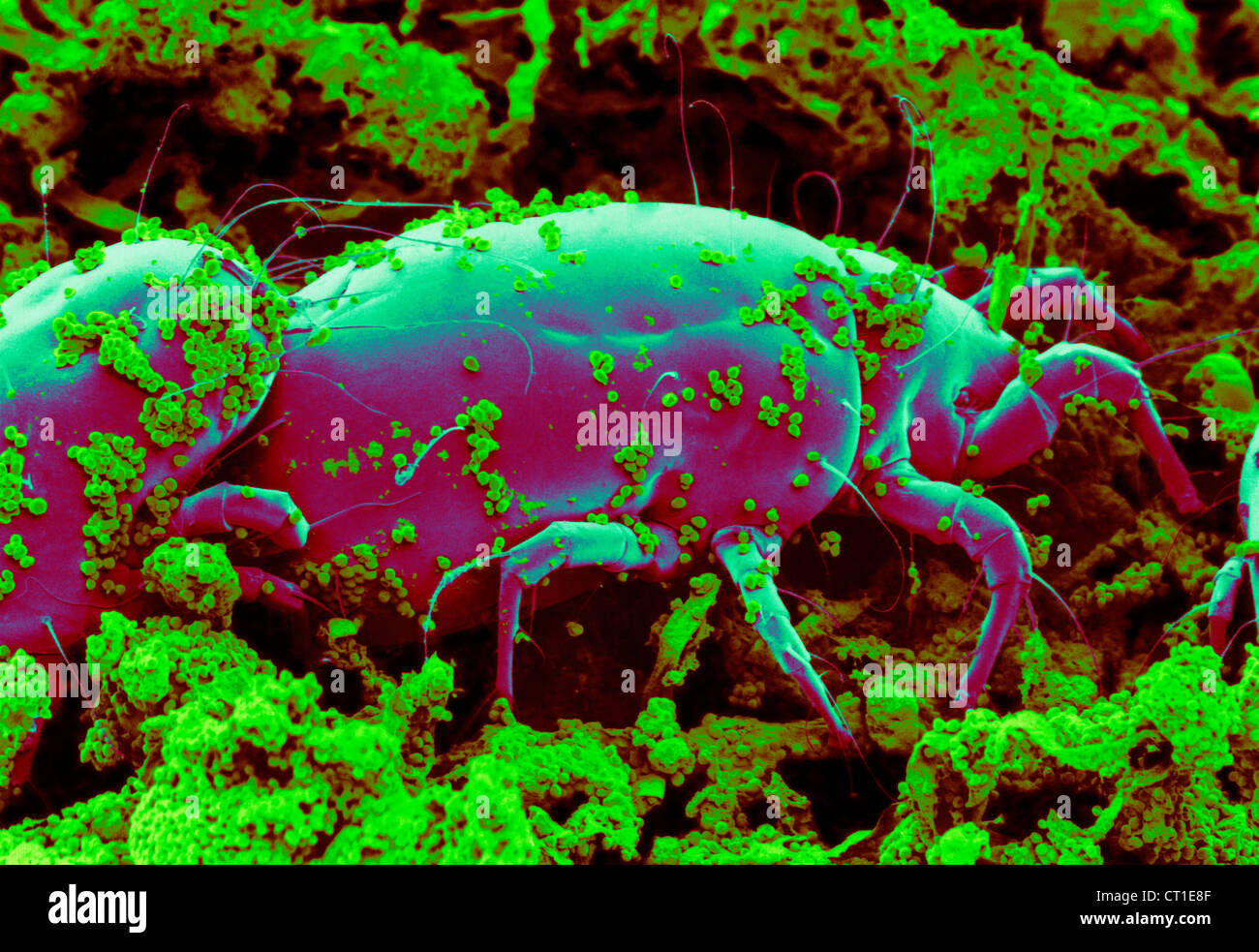 Dust mite microscope hi-res stock photography and images - Alamy