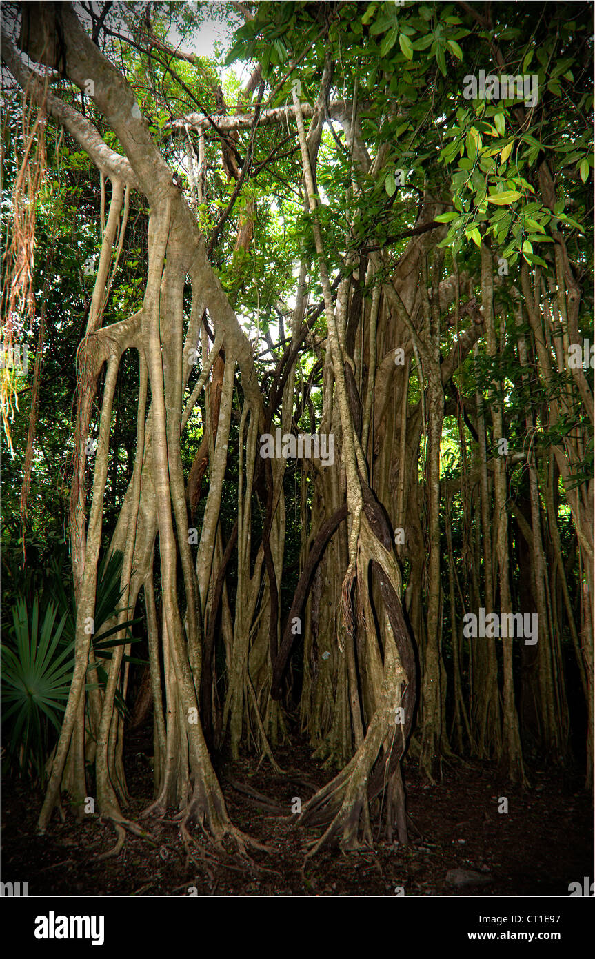 Unique trees with massive root bases lie in the Yucatan rain forest ...