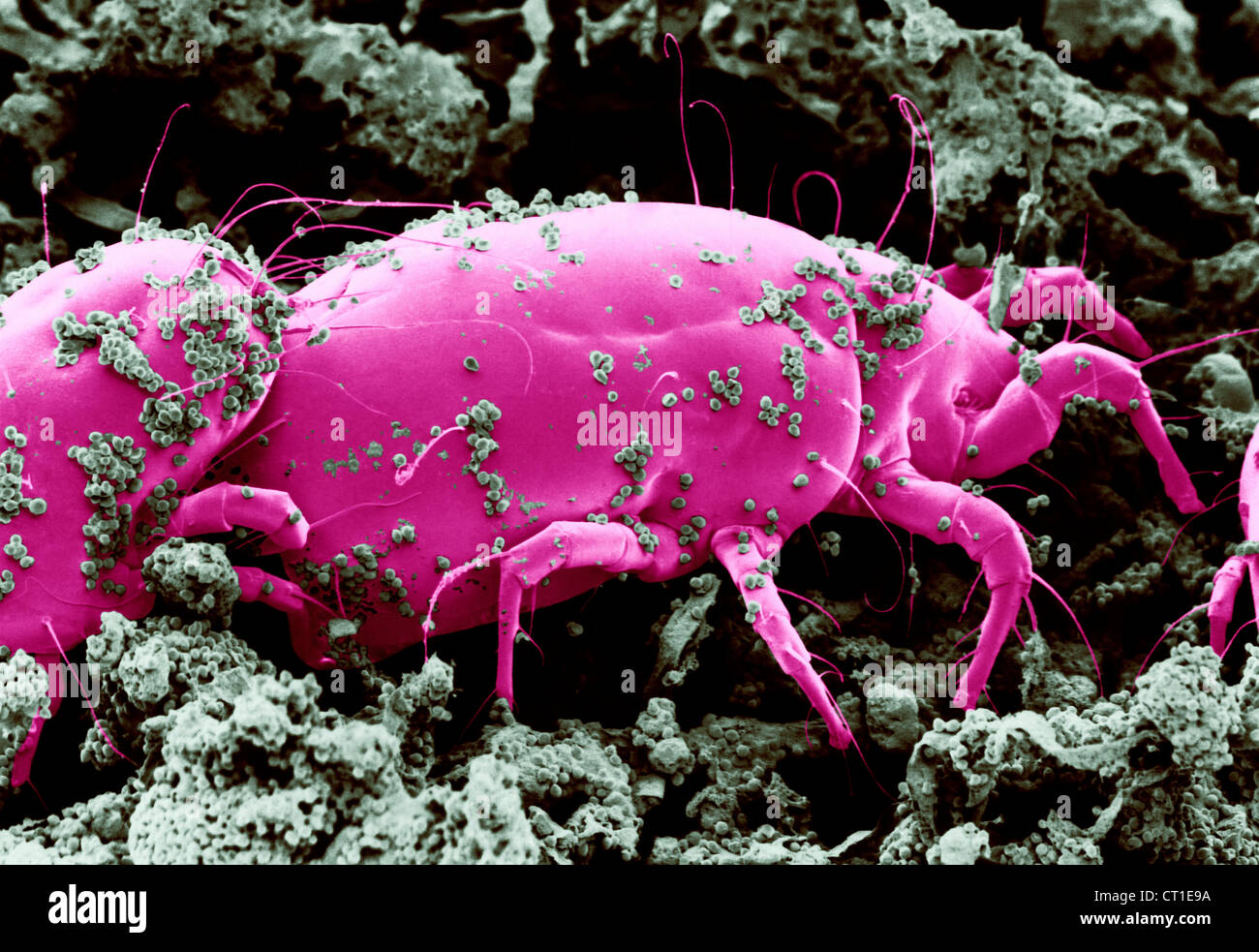 Dust mite microscope hi-res stock photography and images - Alamy