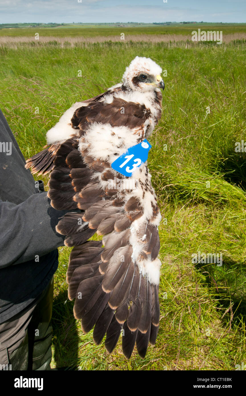 Western Marsh Harrier (Circus aeruginosus) chick, held during wing ...