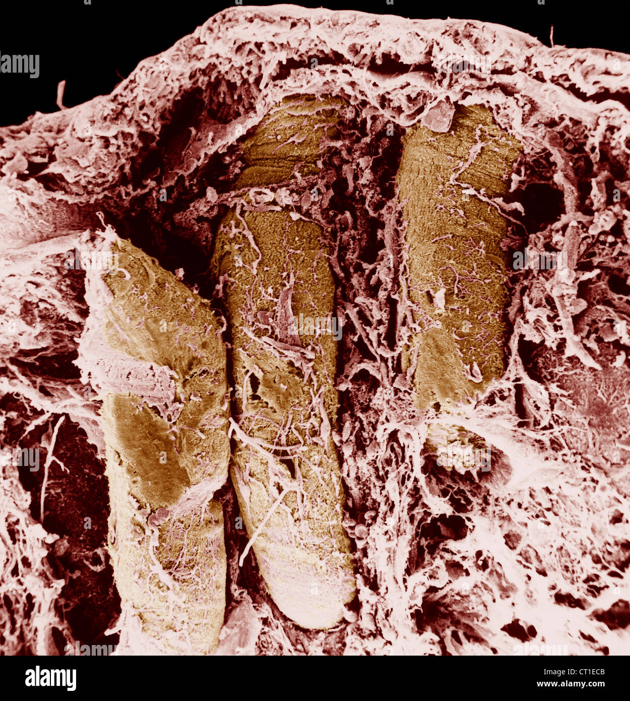 Intestinal crypts hi-res stock photography and images - Alamy