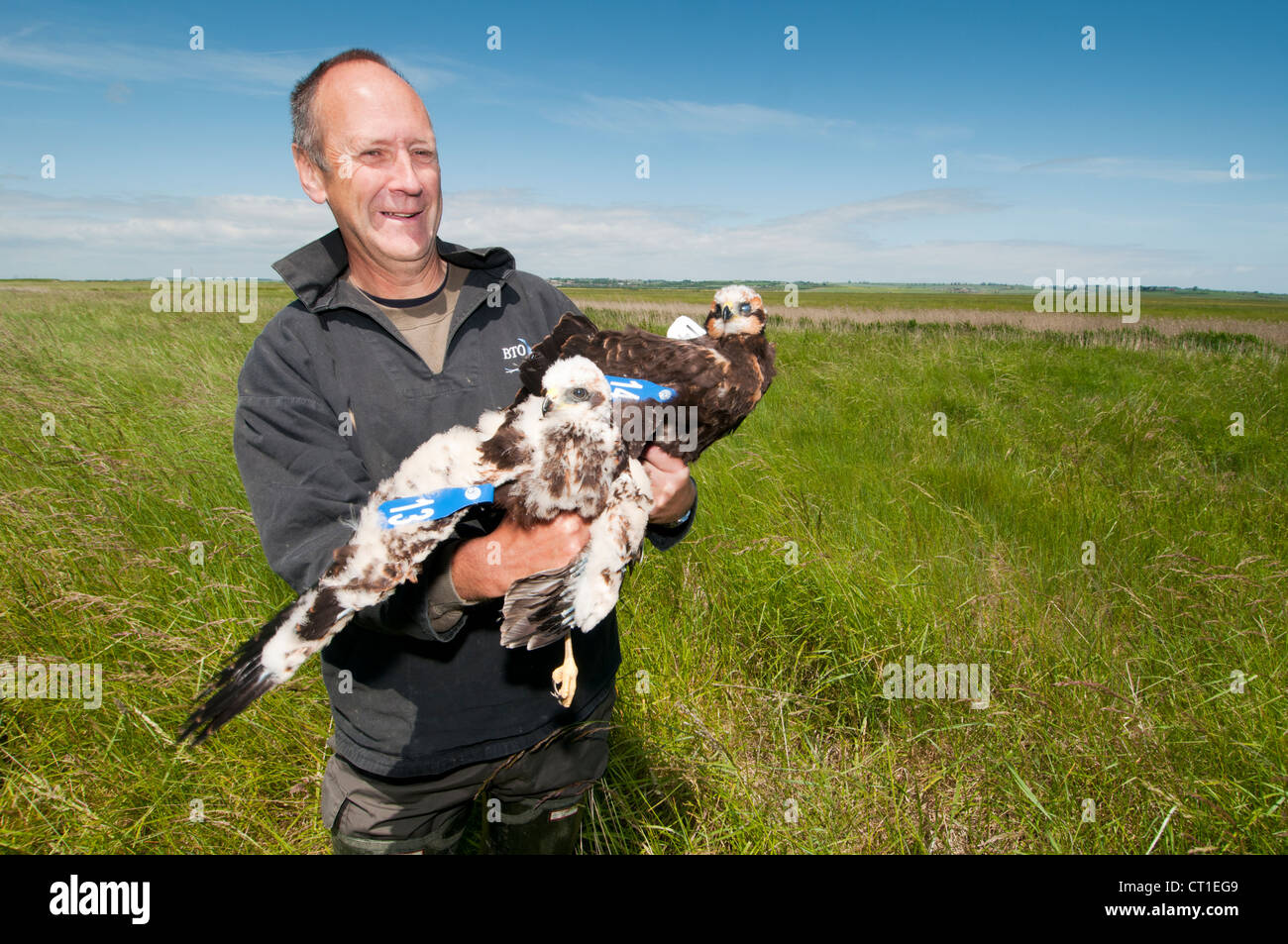 Ornithologist holding young marsh harriers for wing-tagging and ringing ...