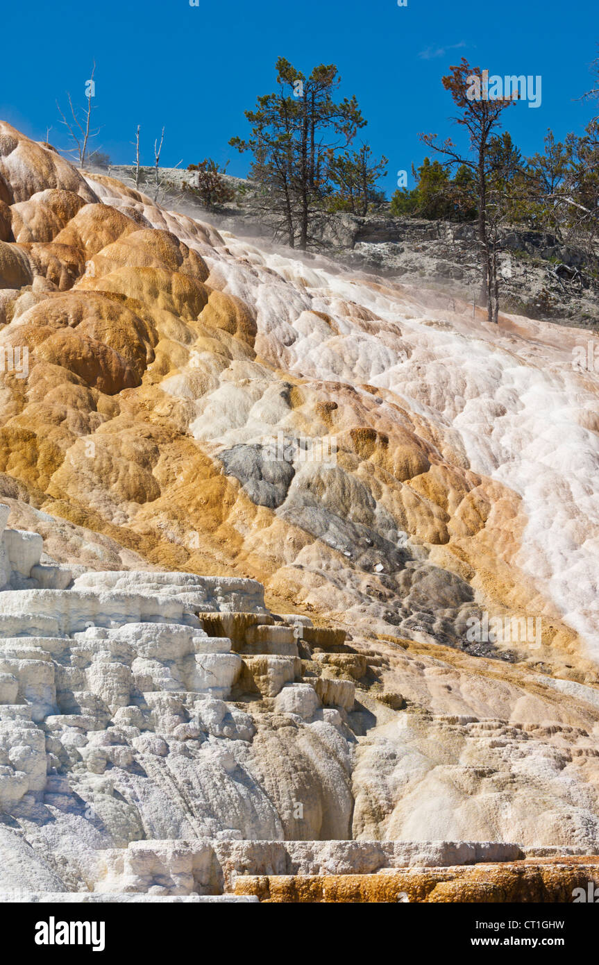 Palette spring terrace Mammoth hot Springs Yellowstone National Park ...
