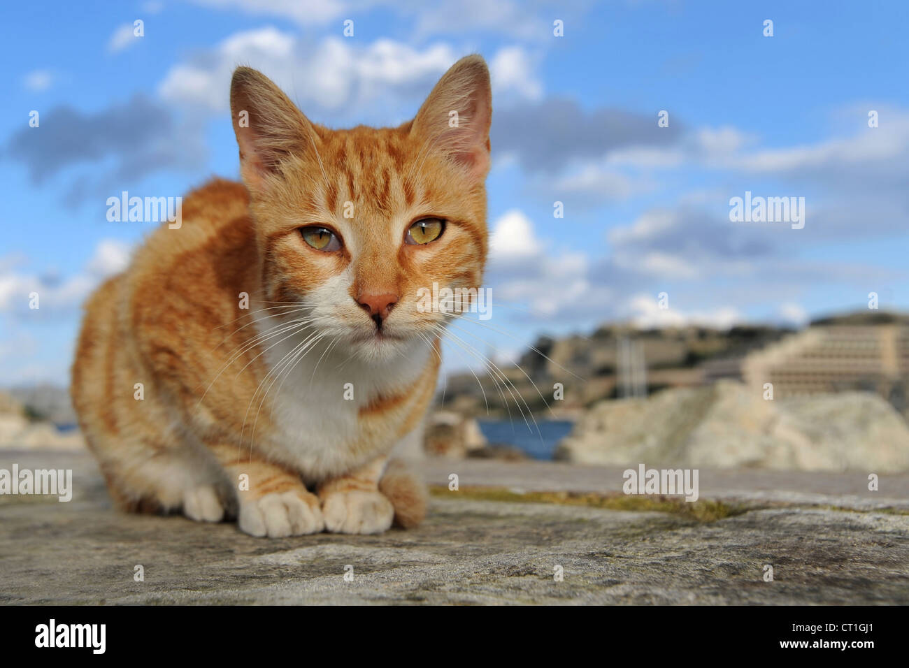 Sitting ginger cat in Malta Stock Photo - Alamy