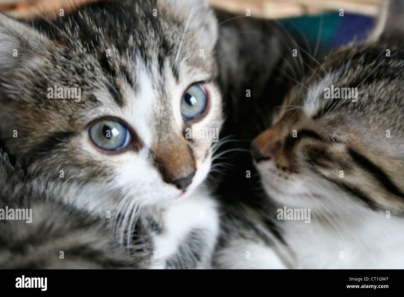Domestic cat felis catus domesticus hi-res stock photography and images ...