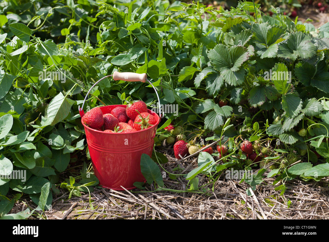 Bucket strawberry fresh pick hi-res stock photography and images - Alamy